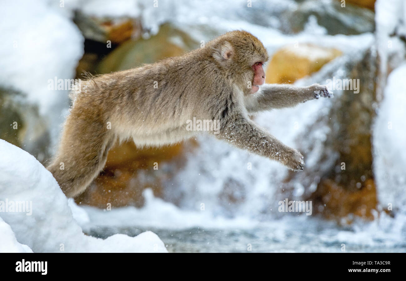 Japanese macaque in jump. Scientific name: Macaca fuscata, also known ...