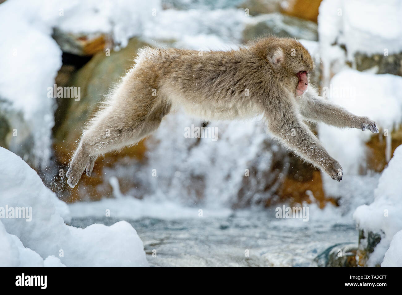 Japanese macaque in jump. Scientific name: Macaca fuscata, also known ...