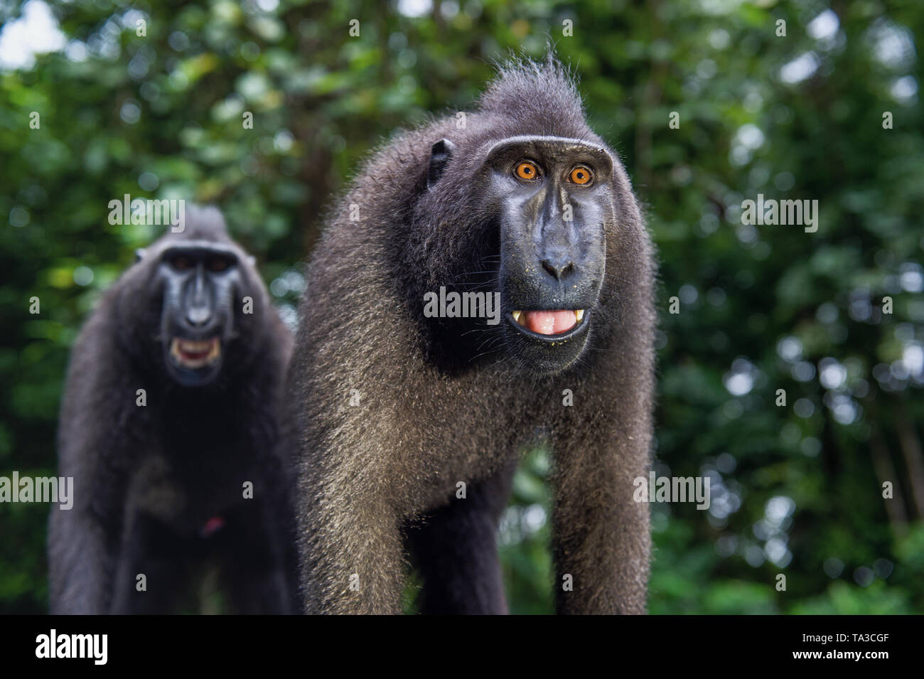 Celebes crested macaque smiling hi-res stock photography and images - Alamy