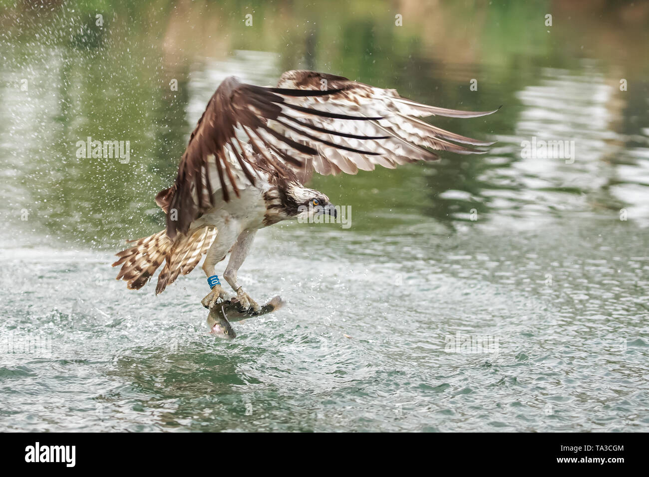 Fish eating bird of prey hi-res stock photography and images - Alamy