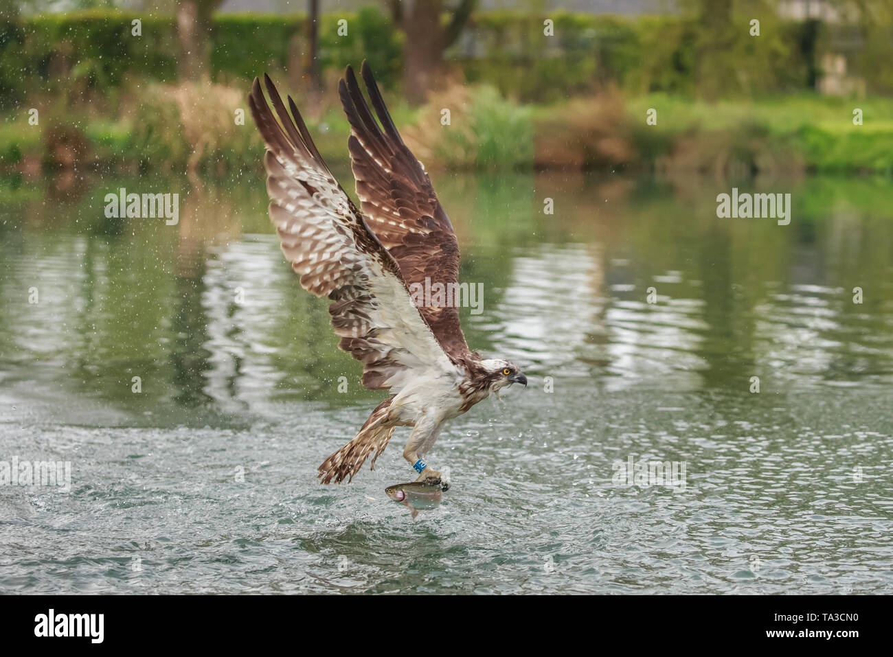 The osprey or more specifically the western osprey — also called sea ...