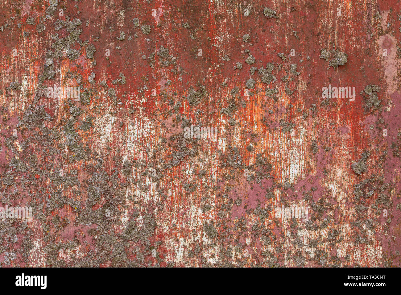 iron sheet with old red over white paint and lichen Stock Photo - Alamy