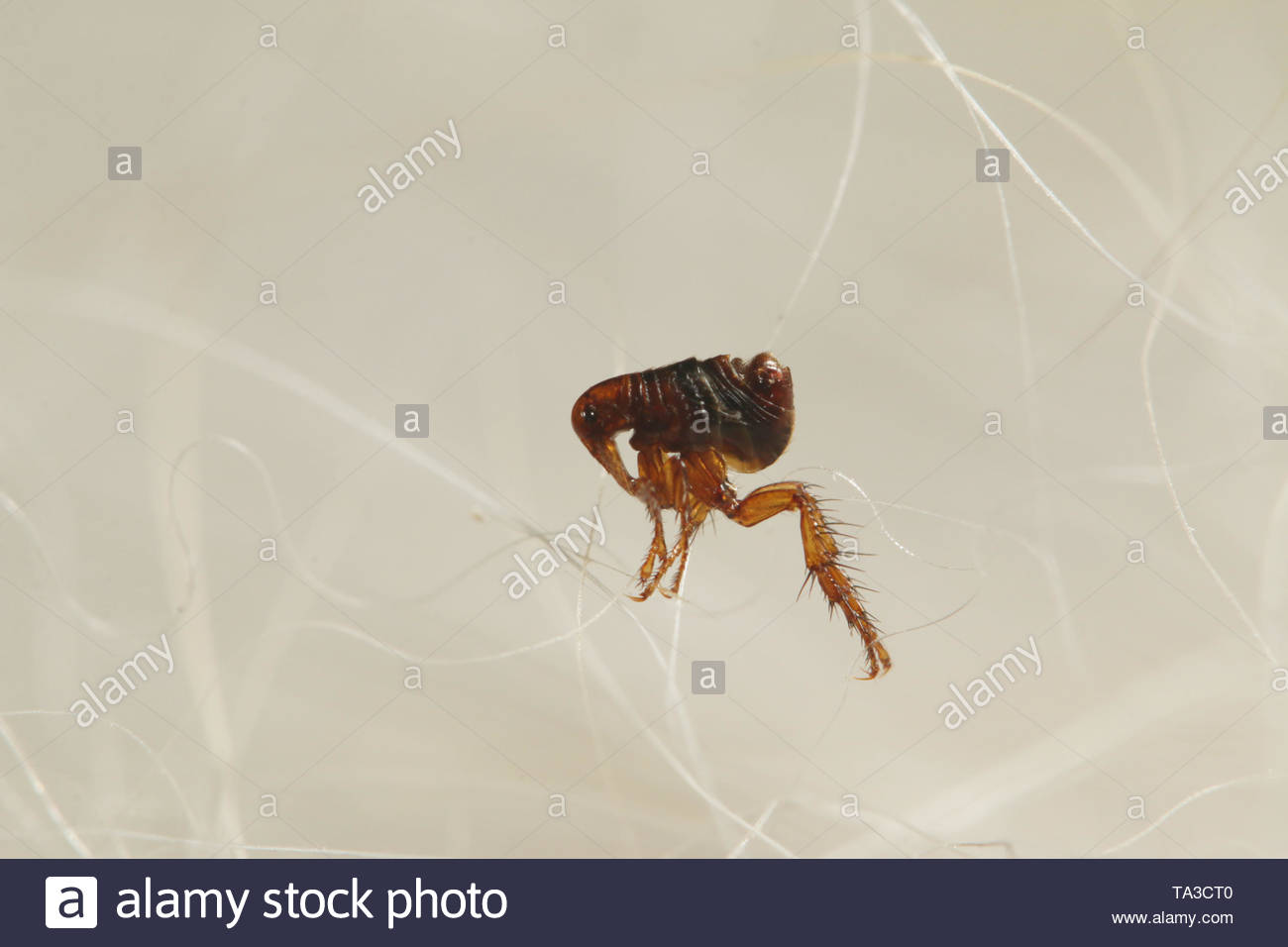 Dog Flea High Resolution Stock Photography and Images - Alamy