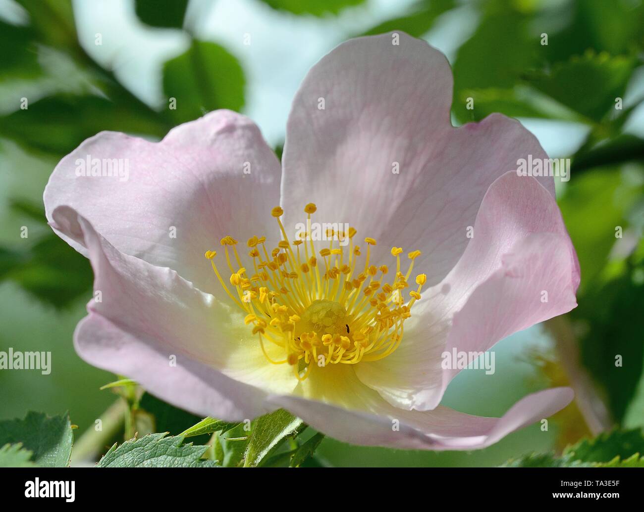 Wild rose bush hi-res stock photography and images - Alamy