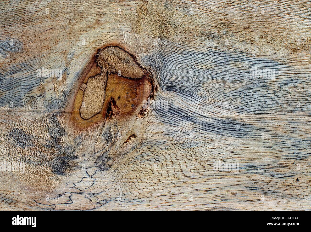 macro-photography-of-different-textures-of-wood-produced-naturally-by