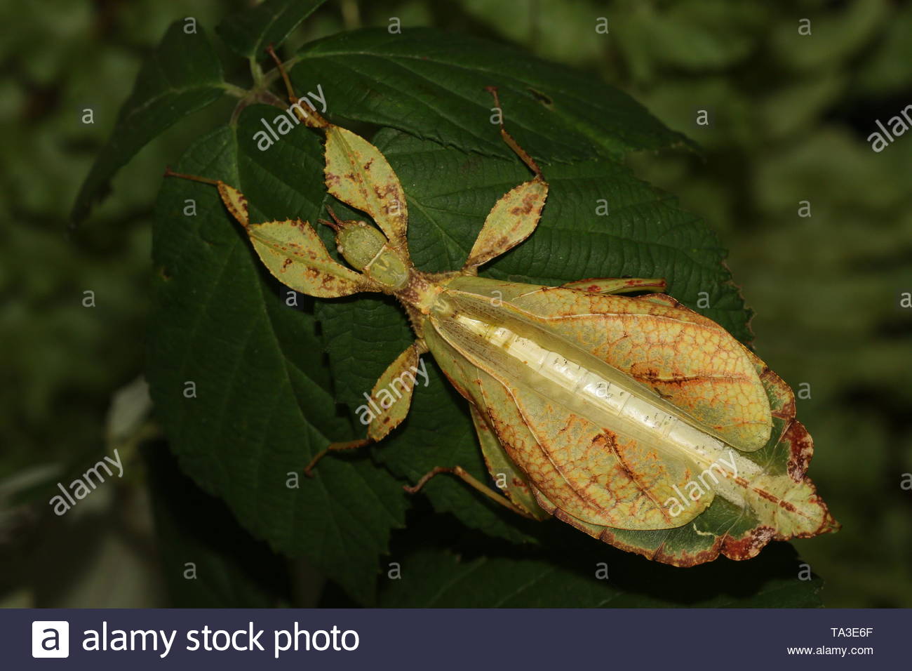 Leaf Insect Phyllium High Resolution Stock Photography and Images - Alamy
