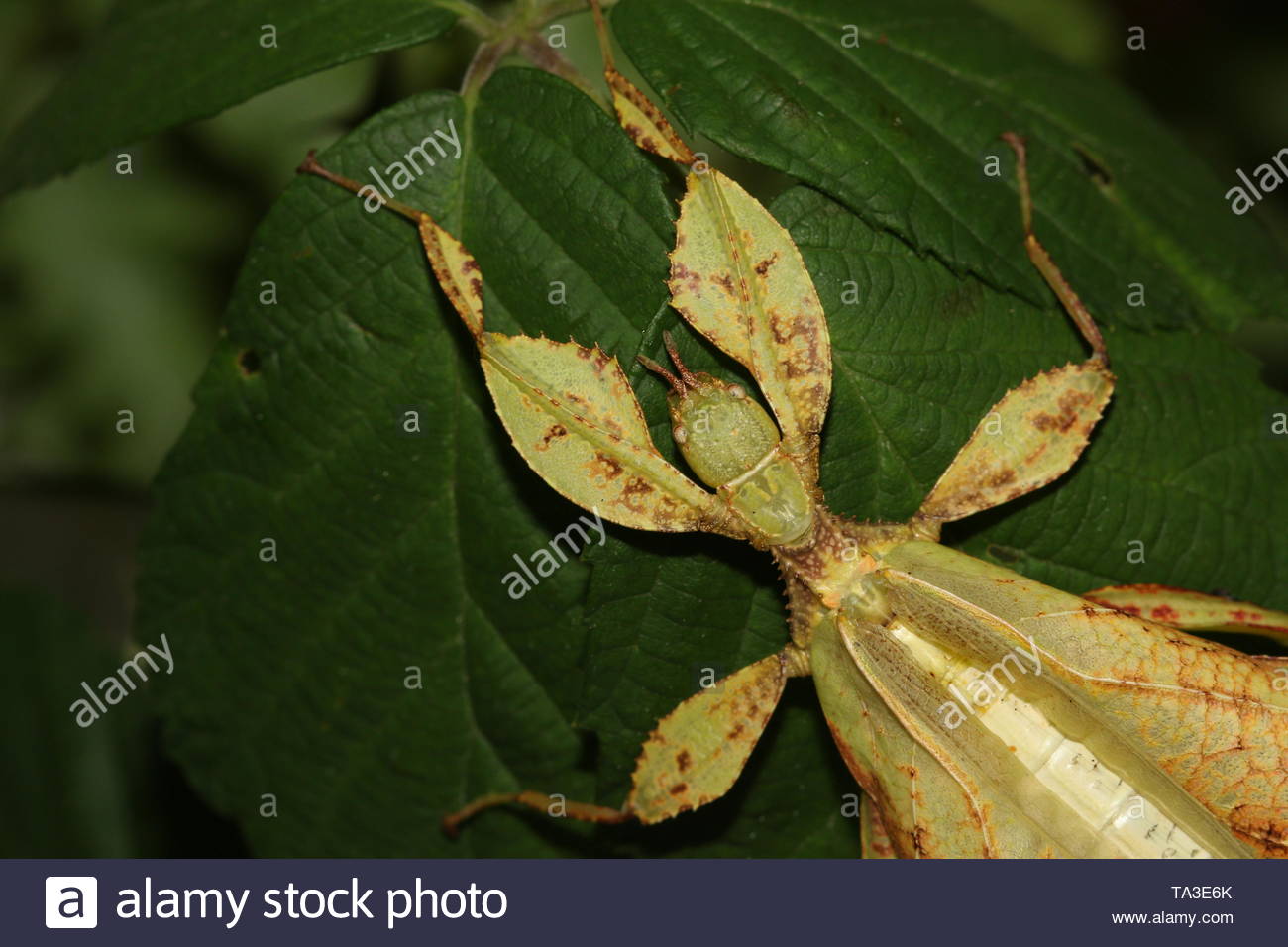 Leaf Insect Phyllium High Resolution Stock Photography and Images - Alamy