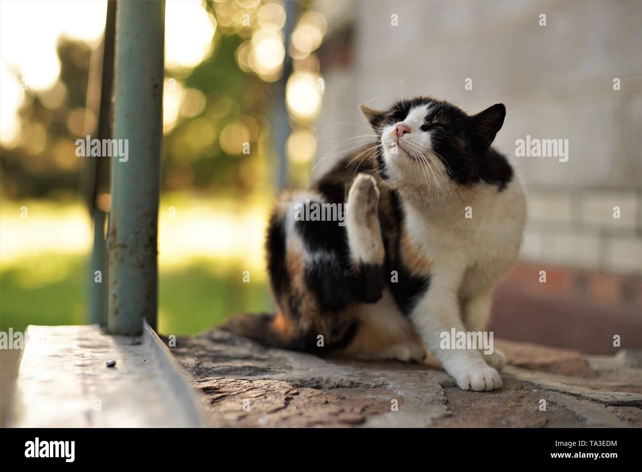 Cat paw scratches behind the ear. Fleas and ticks in domestic animals ...