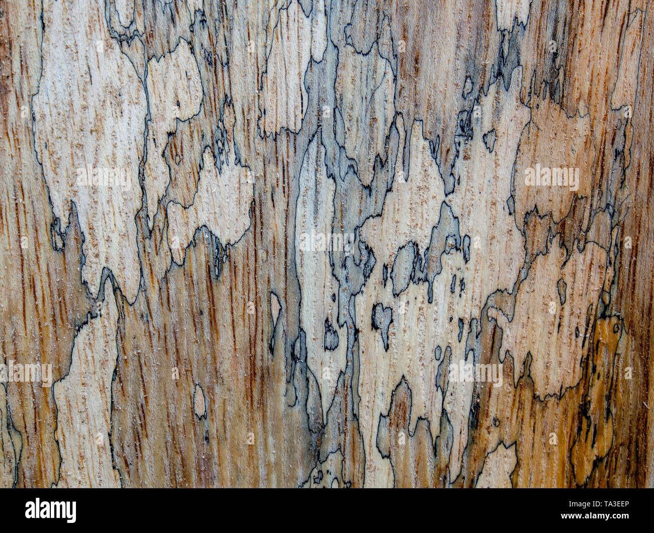 Macro Photography Of Different Textures Of Wood Produced Naturally By