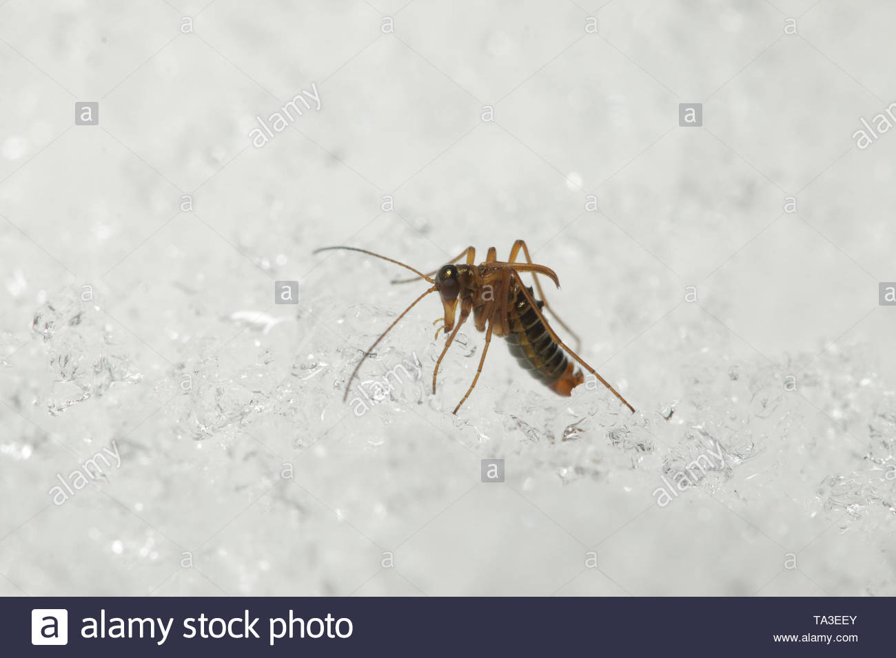 Wingless Insect Stock Photos & Wingless Insect Stock Images - Alamy