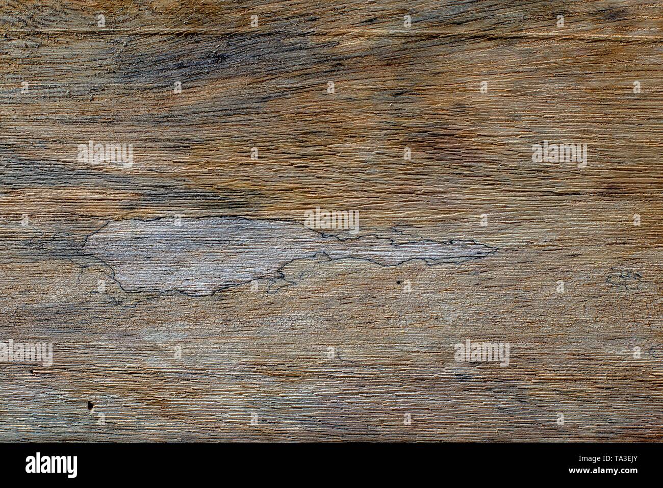 Macro Photography Of Different Textures Of Wood Produced Naturally By