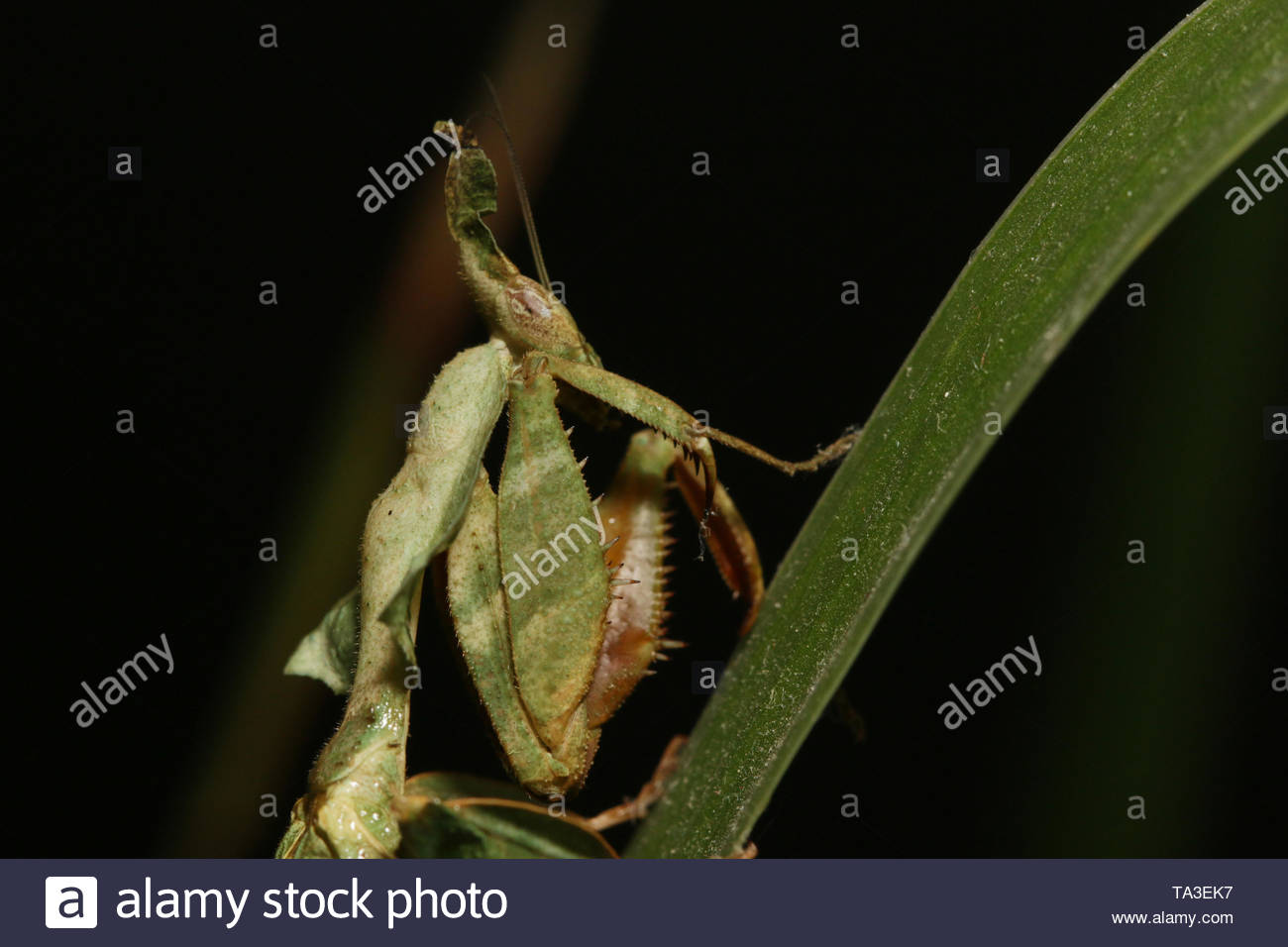 Ghost Praying Mantis High Resolution Stock Photography and Images - Alamy