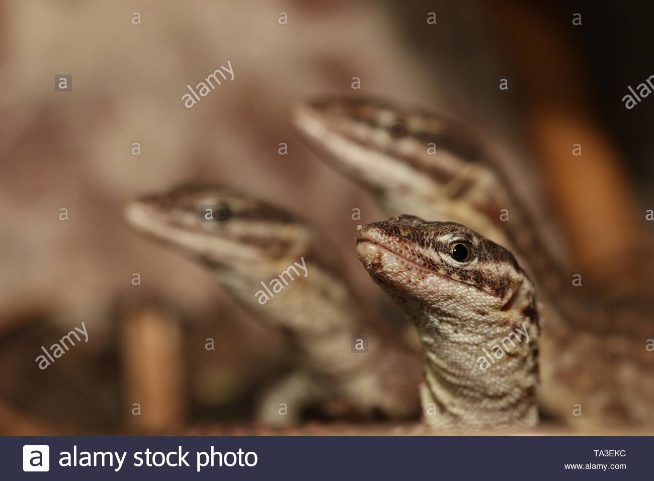 Spiny Tail High Resolution Stock Photography and Images - Alamy