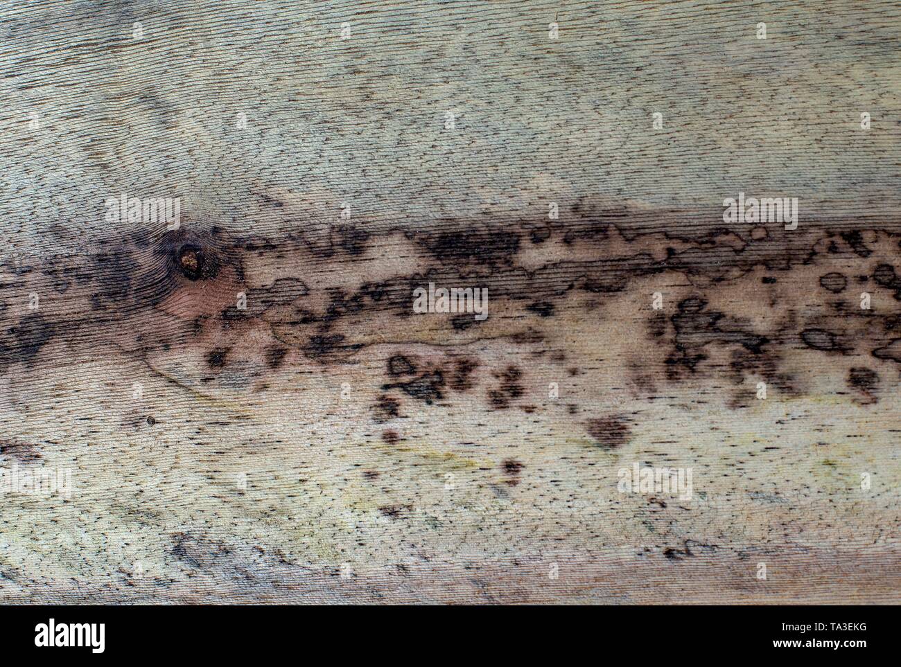 Macro photography of different textures of wood produced naturally by ...