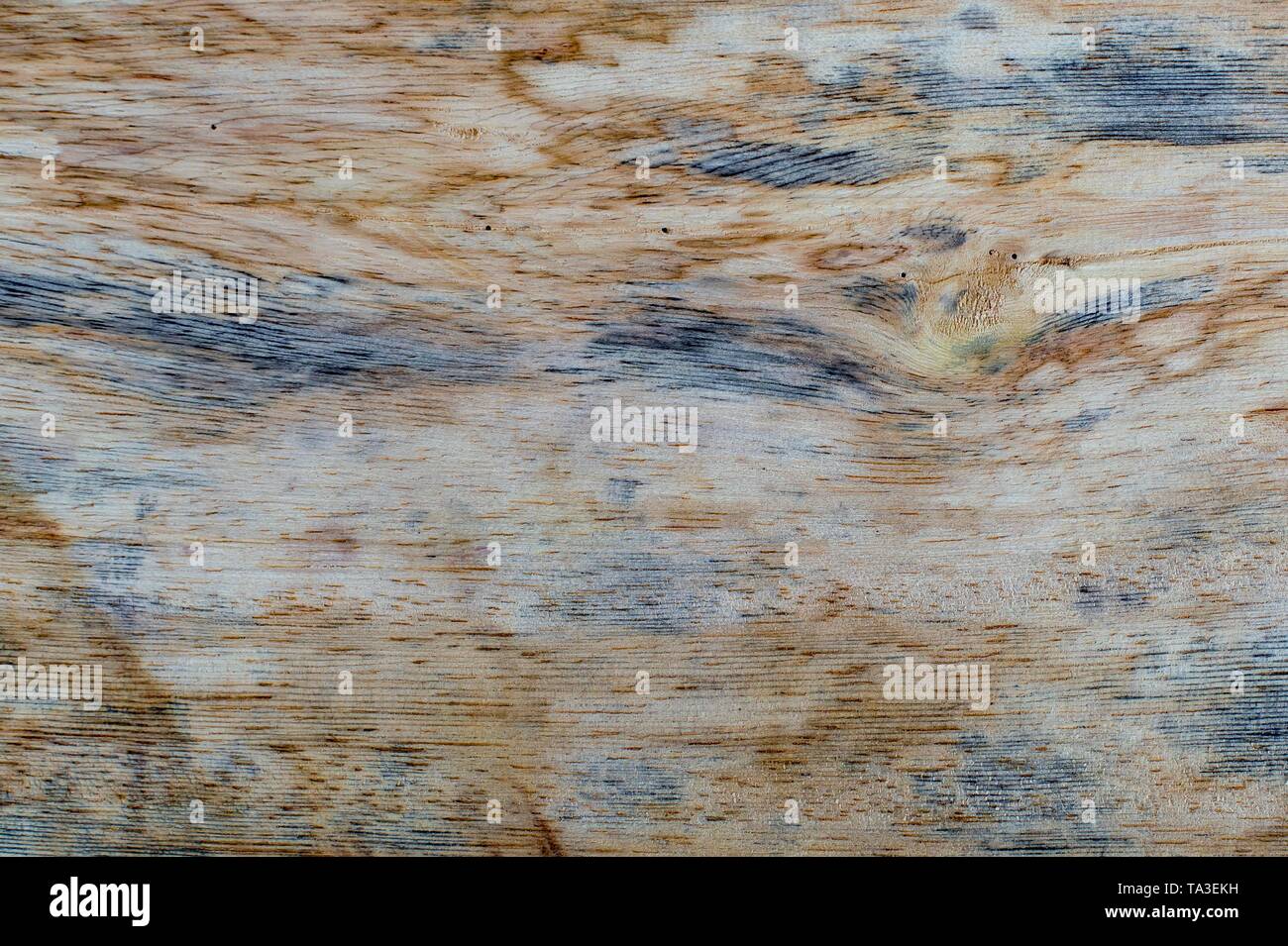 Macro photography of different textures of wood produced naturally by ...