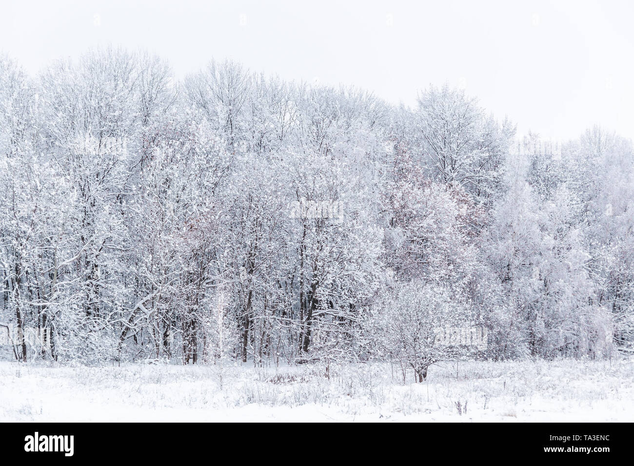 Winter snowy forest wall deadpan style white background Stock Photo - Alamy