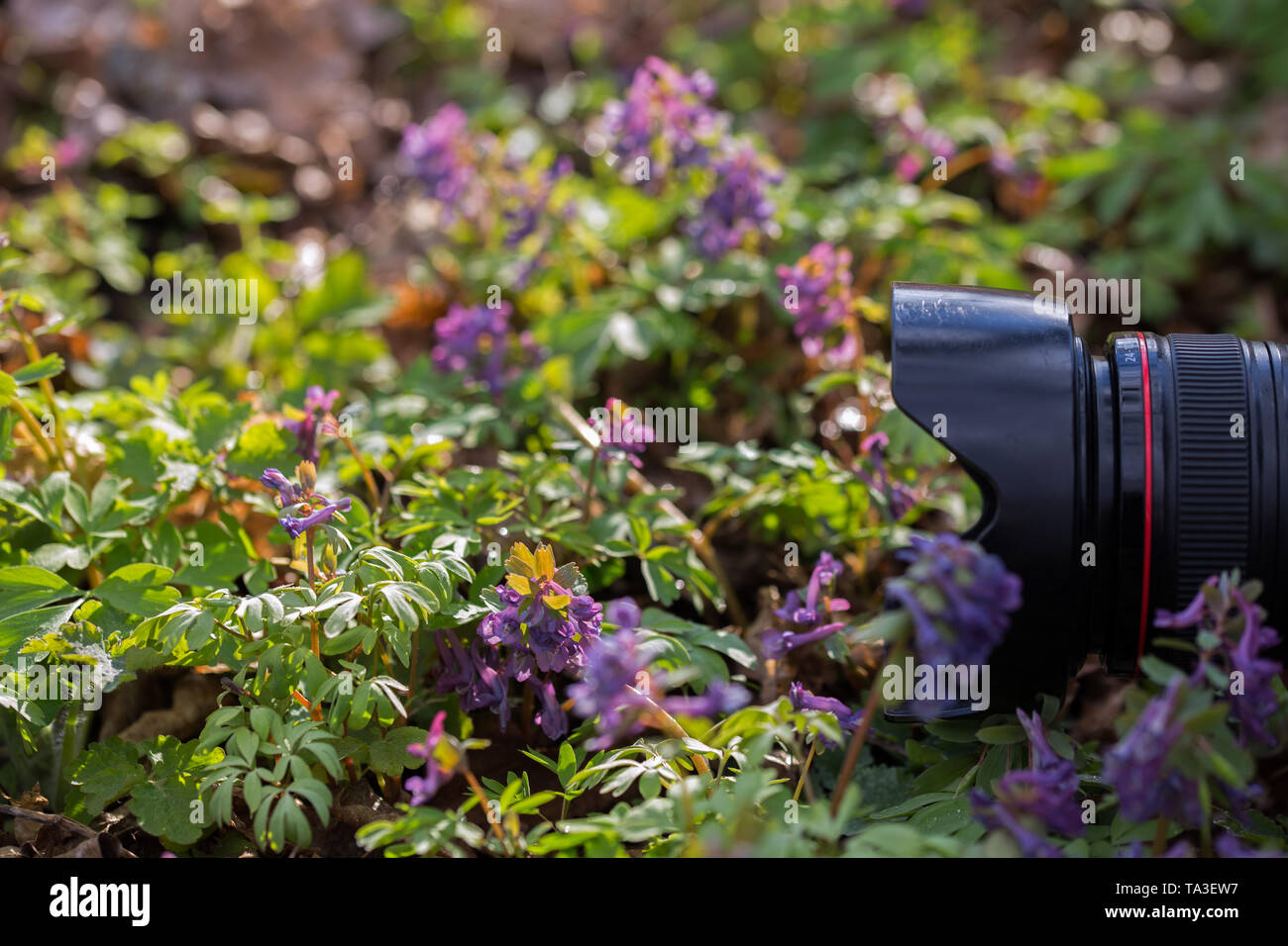 Taking pictures using dslr camera hi-res stock photography and images ...