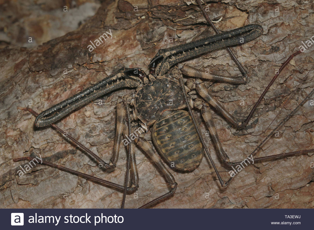 Scorpion Bite Stock Photos & Scorpion Bite Stock Images - Alamy
