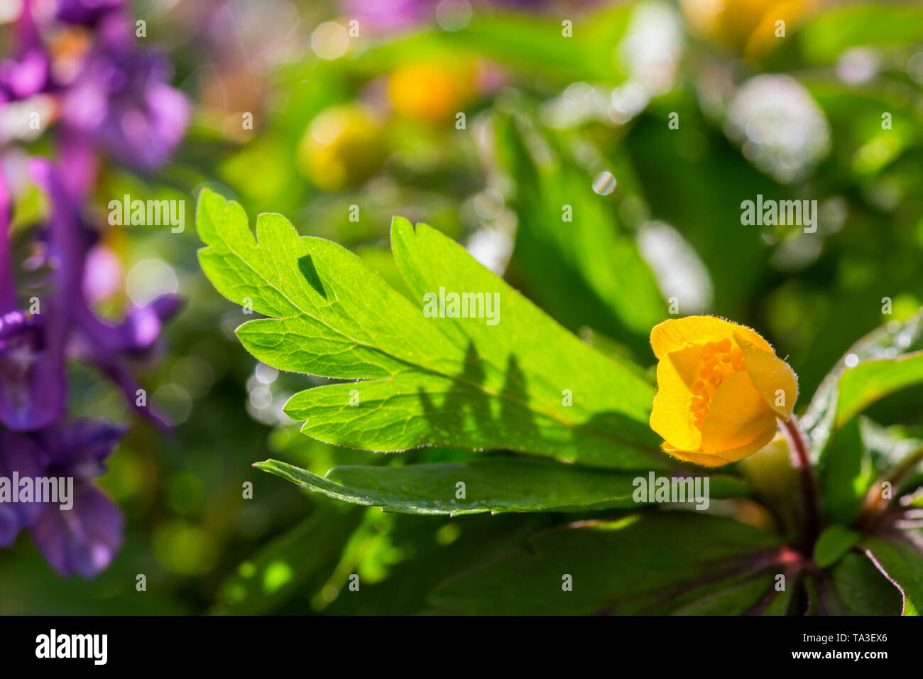 Small yellow anemone ranunculoides hi-res stock photography and images ...