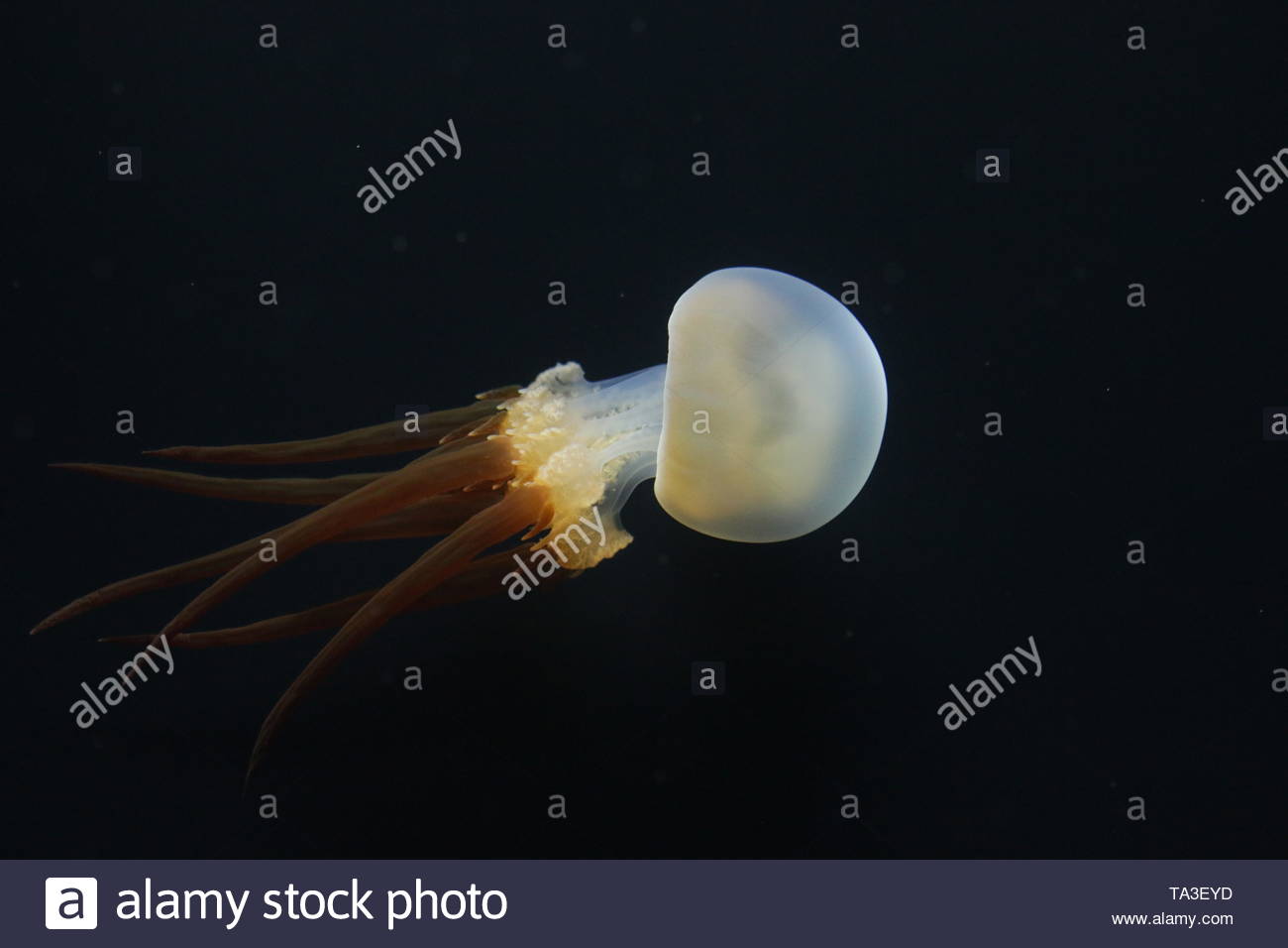 Rhopilema High Resolution Stock Photography and Images - Alamy