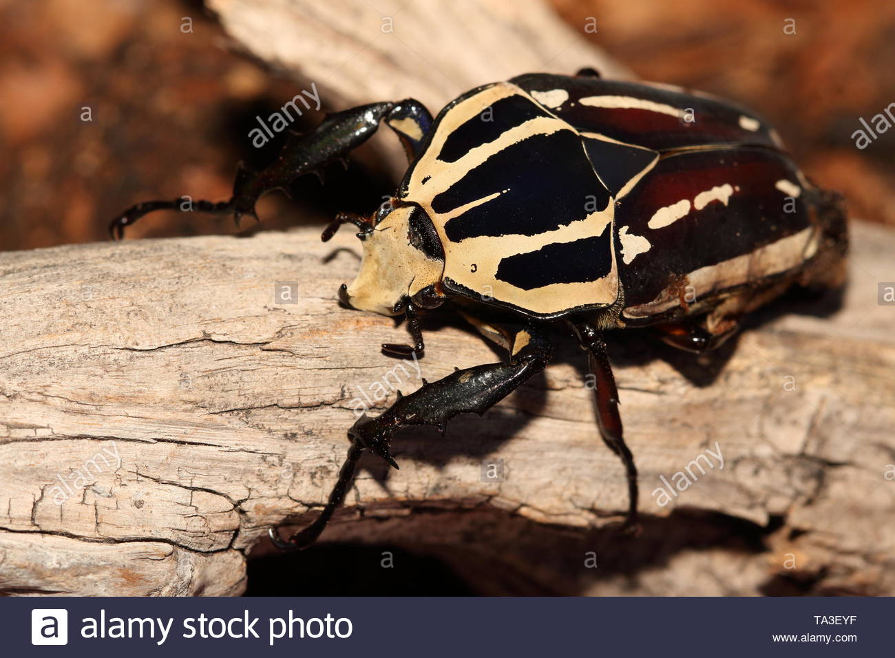 Goliathus High Resolution Stock Photography and Images - Alamy