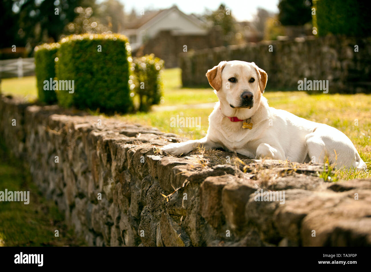Portrait of labrador dog in the garden Stock Photo - Alamy