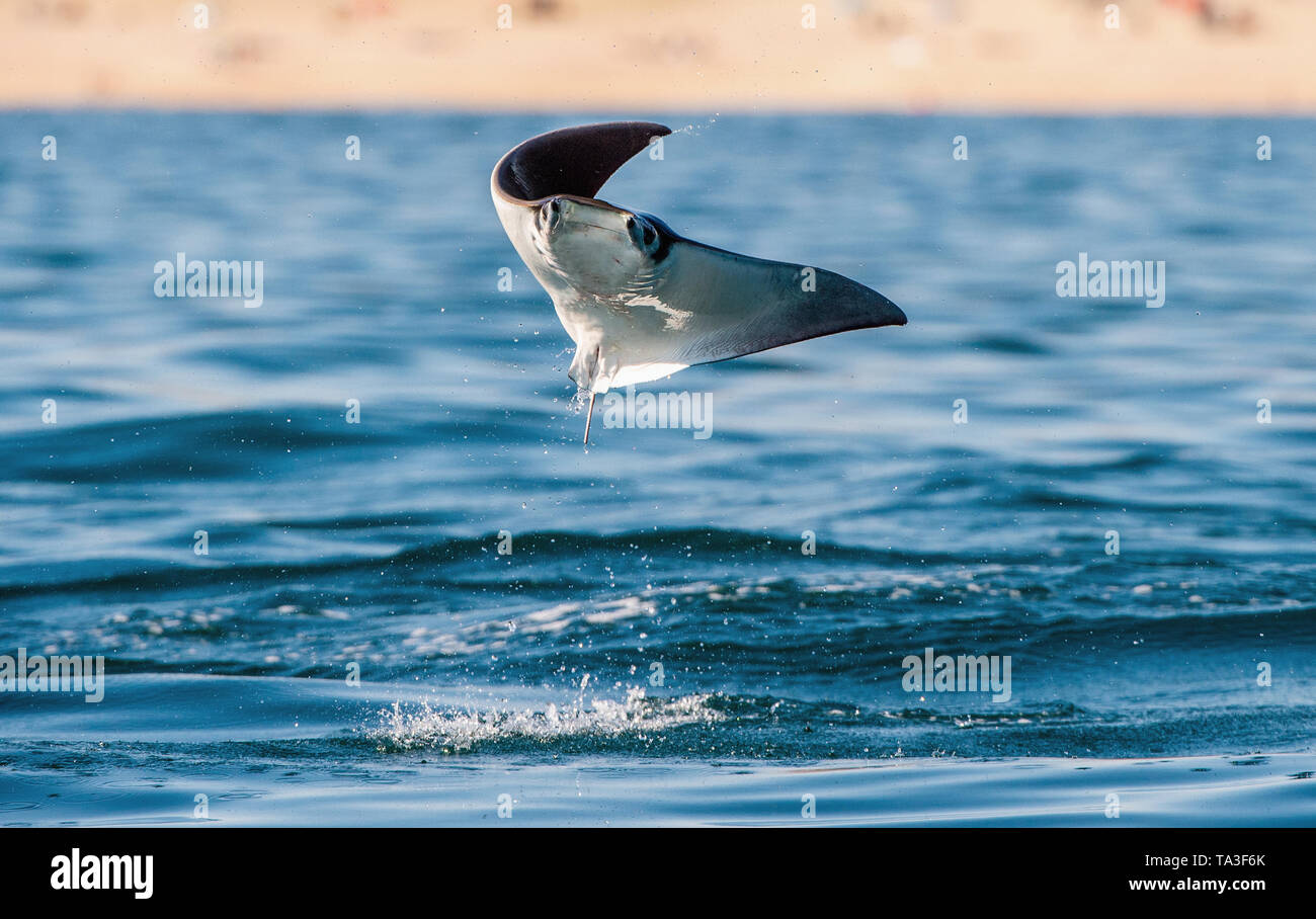 Mobula ray jumping out of the water. Front view. Mobula munkiana, known ...