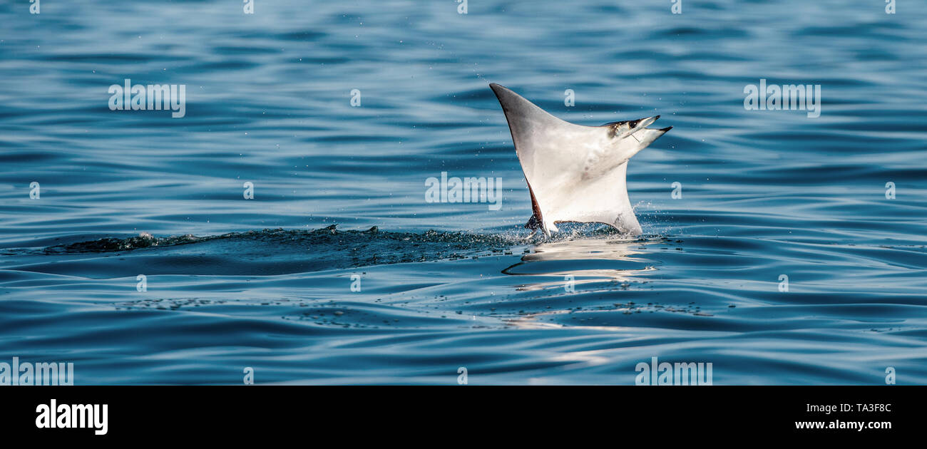 Mobula ray jumping out of the water. Mobula munkiana, known as the ...