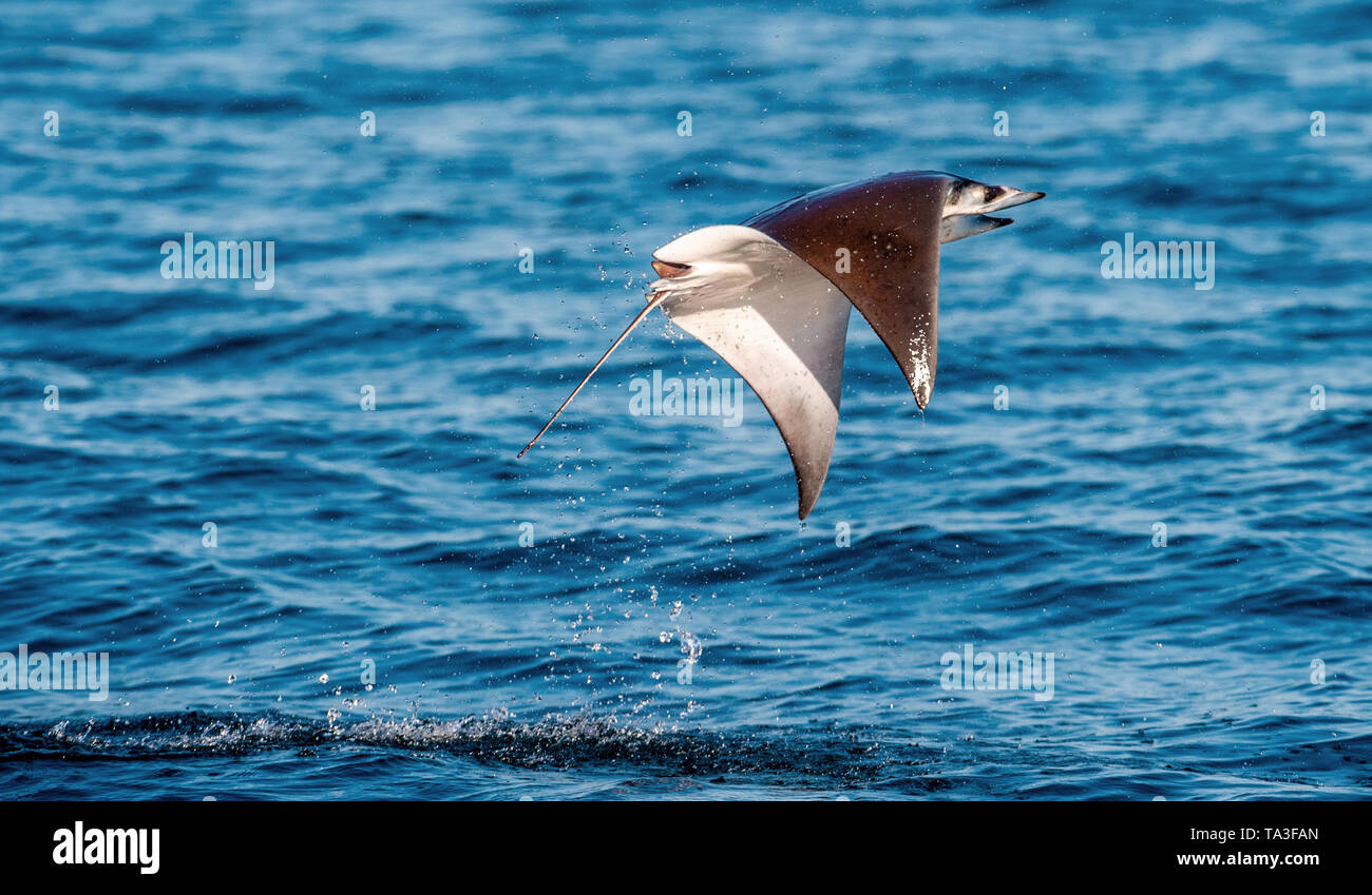 Mobula ray jumping out of the water. Mobula munkiana, known as the ...