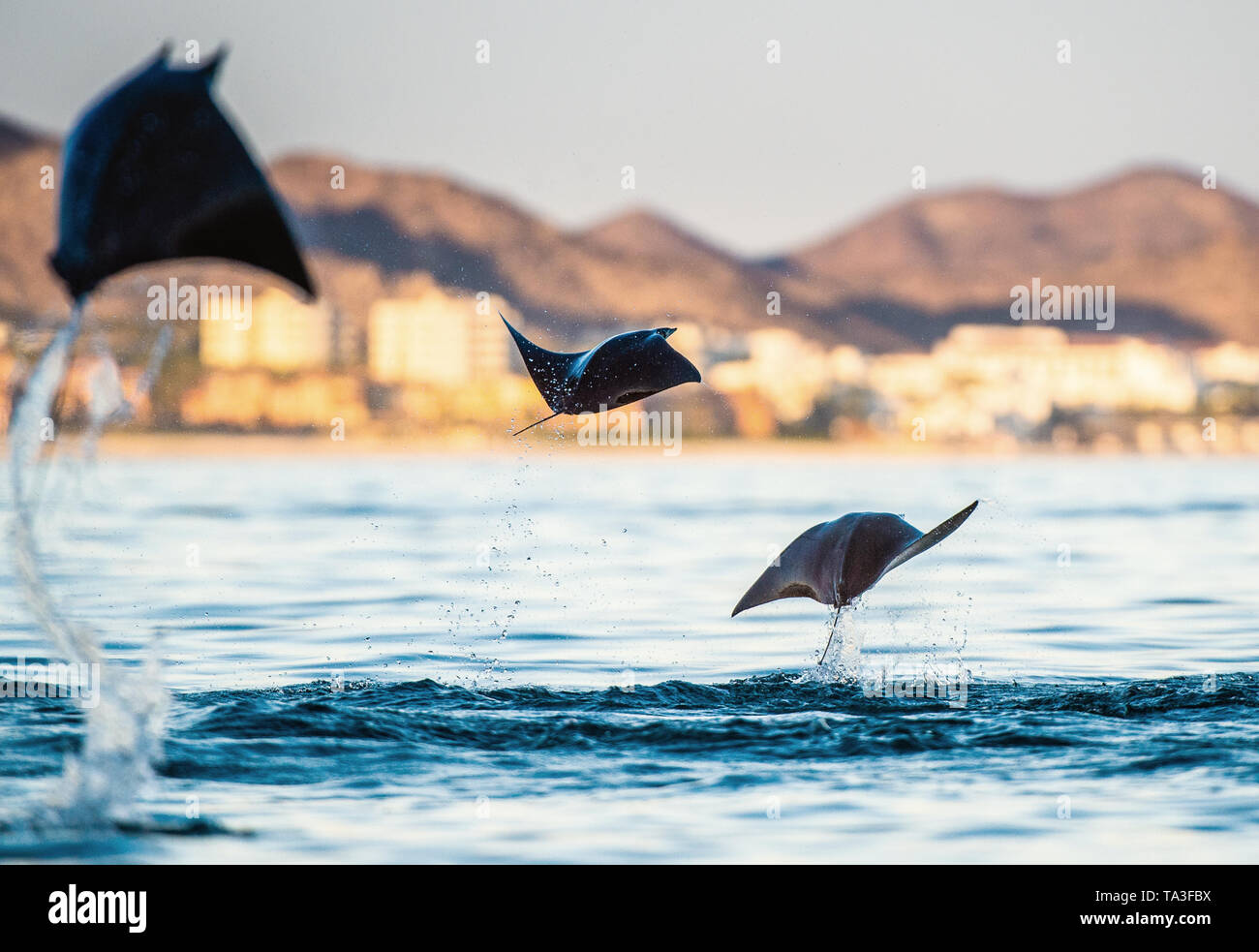 Mobula ray jumping out of the water. Mobula munkiana, known as the ...