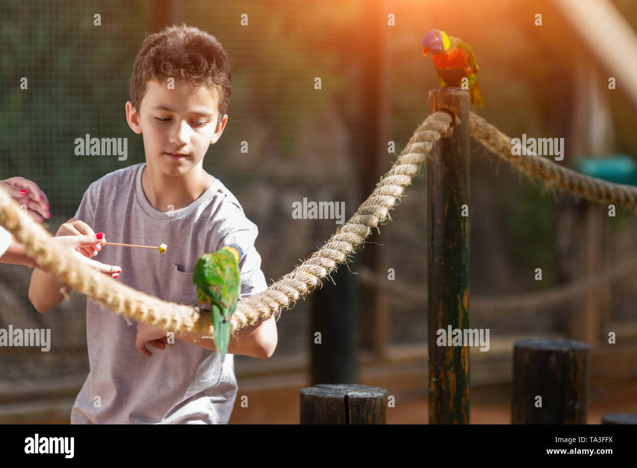 Little boy feeding parrots in zoo n Israel Stock Photo - Alamy