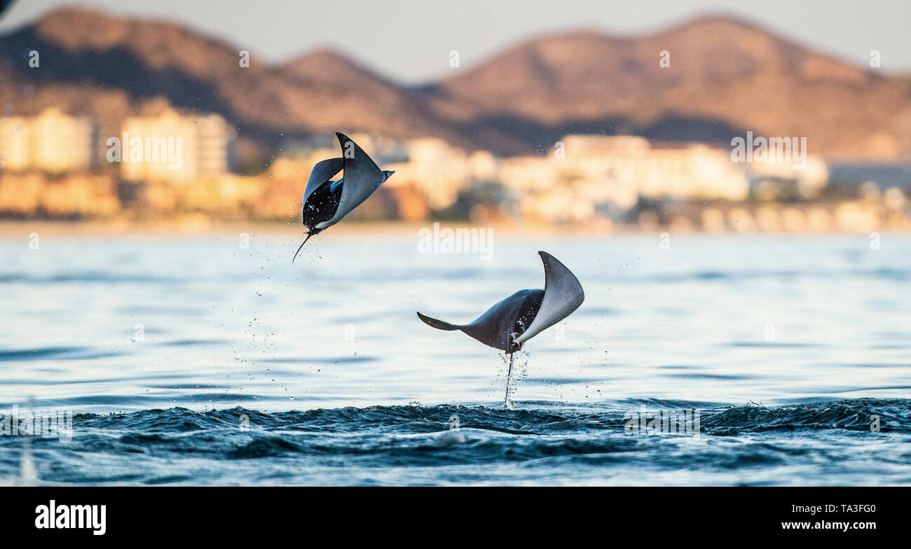 Unusual fish species hi-res stock photography and images - Alamy