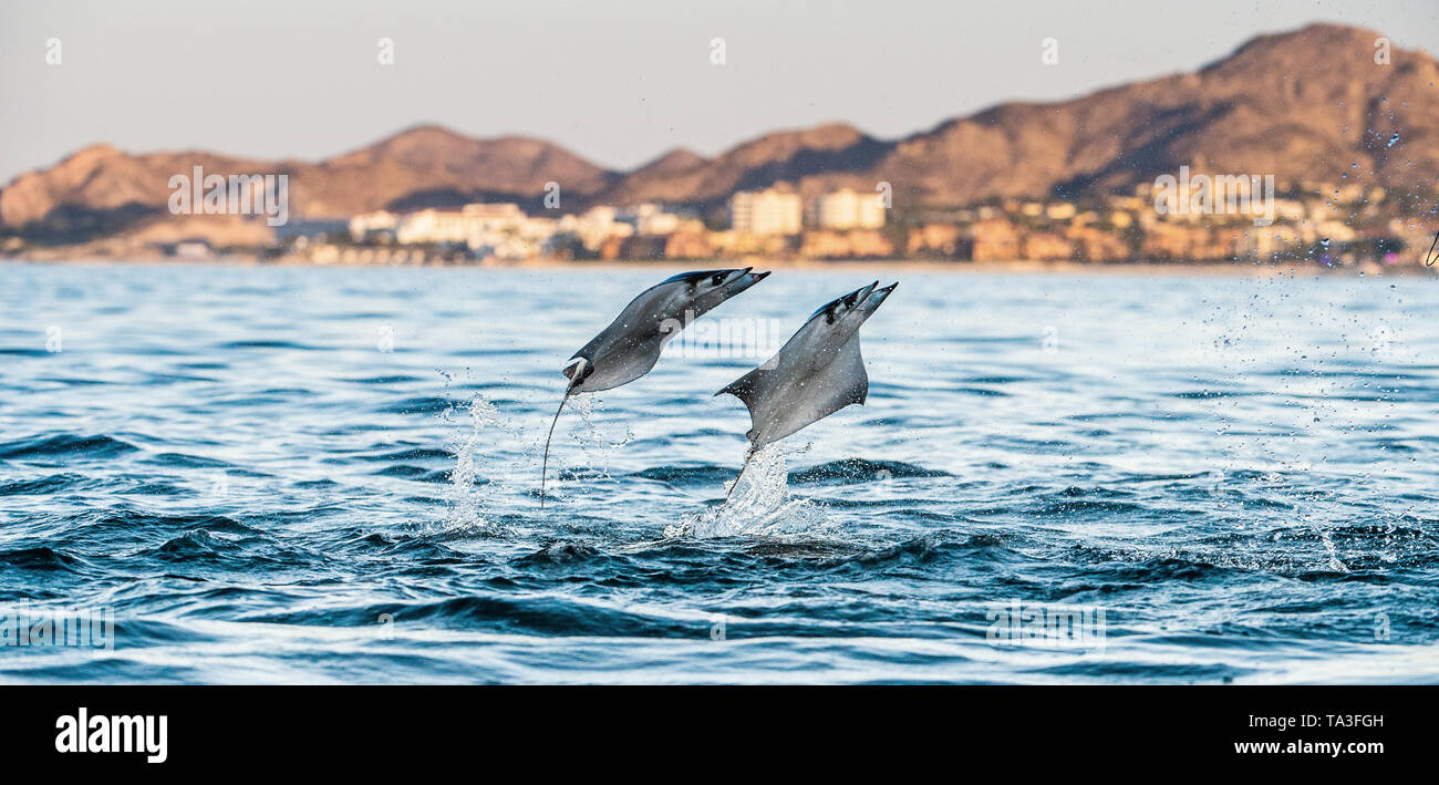 Mobula ray jumping out of the water. Mobula munkiana, known as the ...