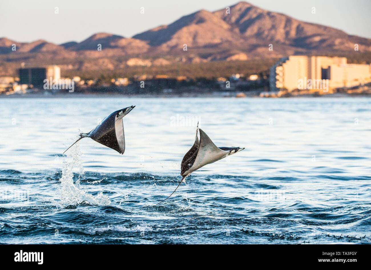 Mobula ray jumping out of the water. Mobula munkiana, known as the ...