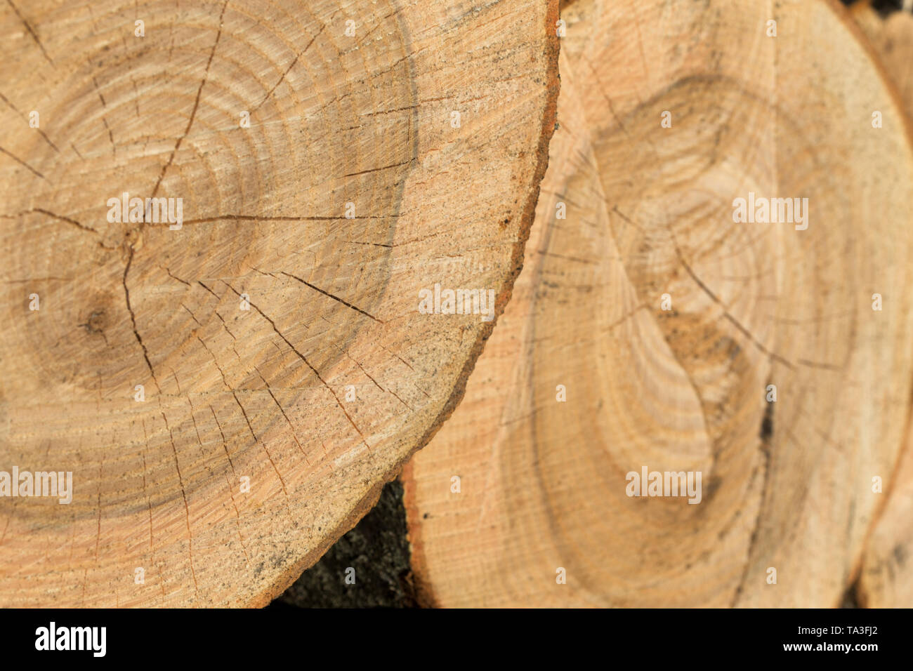 Slices of timber hi-res stock photography and images - Alamy