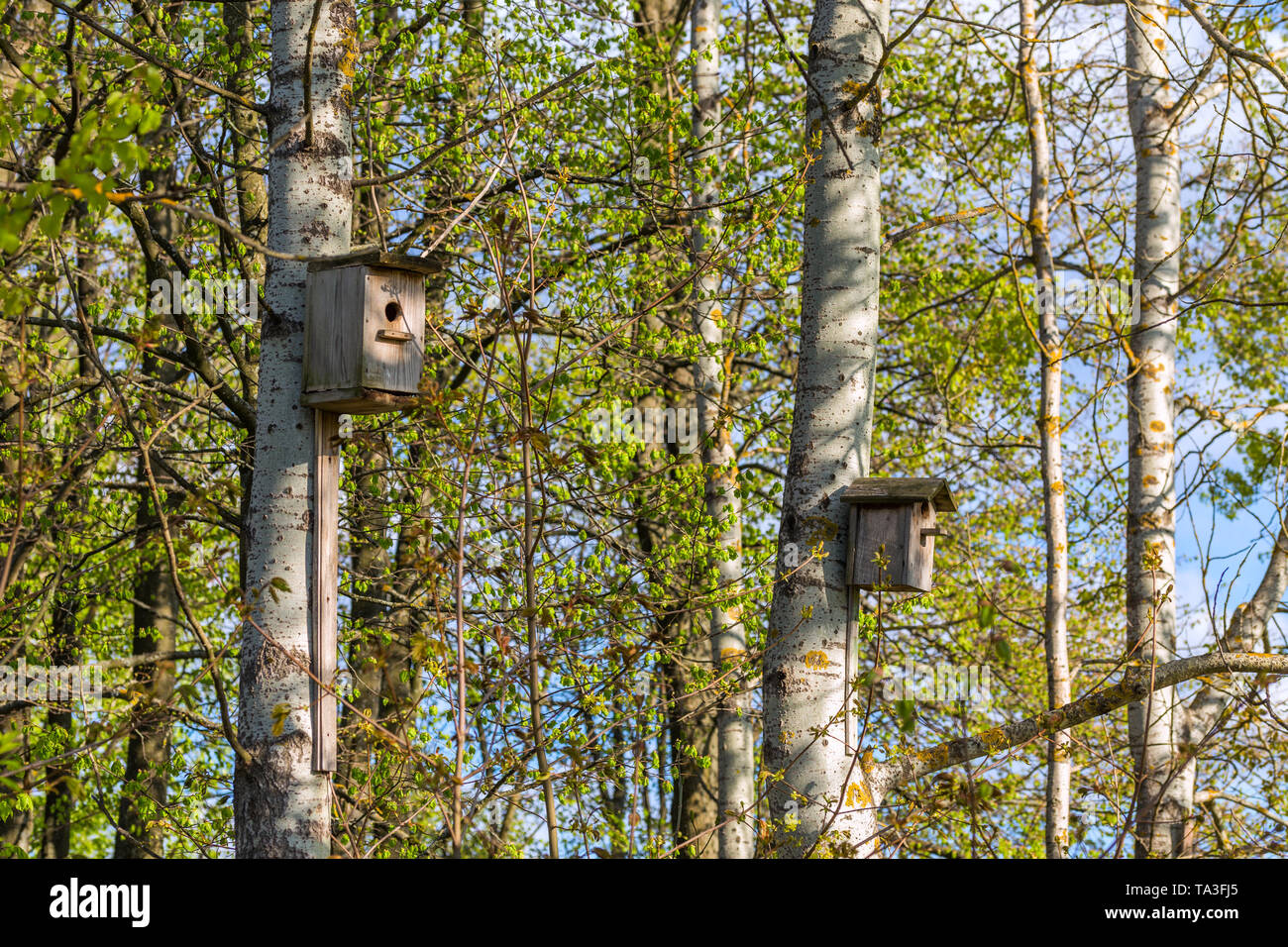 Poplar box hi-res stock photography and images - Alamy