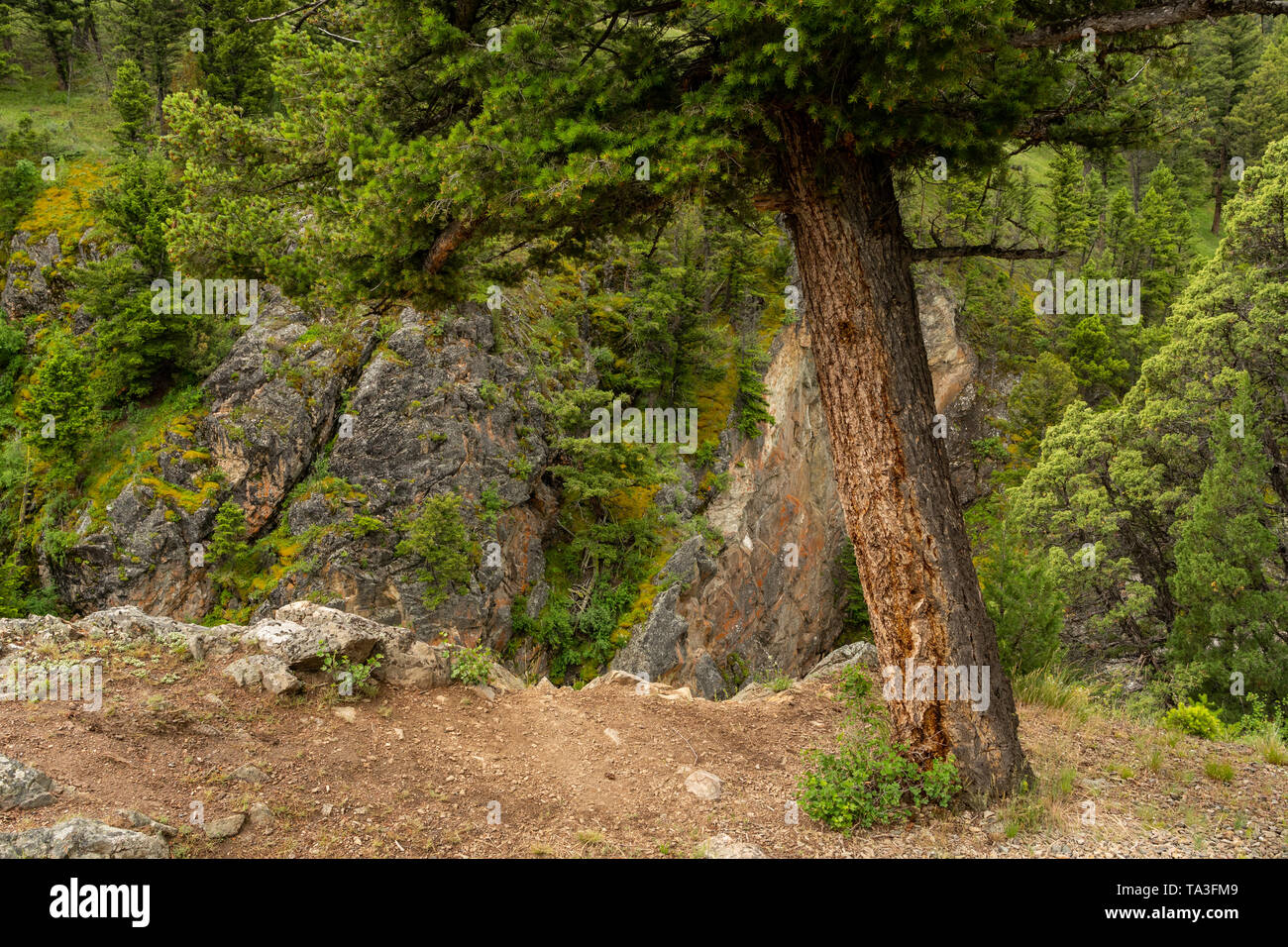 Leaning Tree Along Rim of Cliff in Yellowstone Wilderness Stock Photo ...