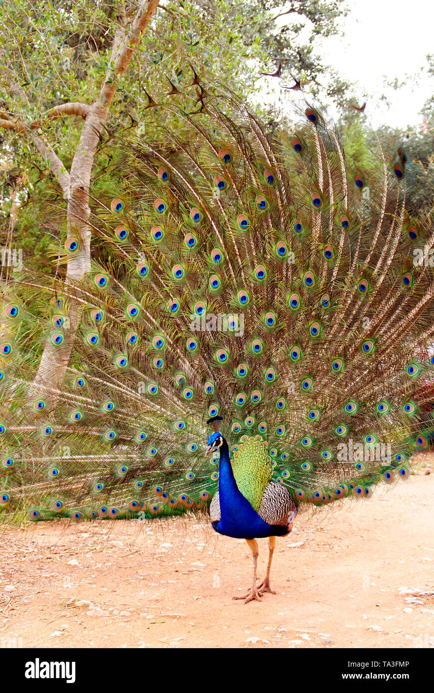 Vertical photo of a colorful peacock with all its tail unfolded showing ...