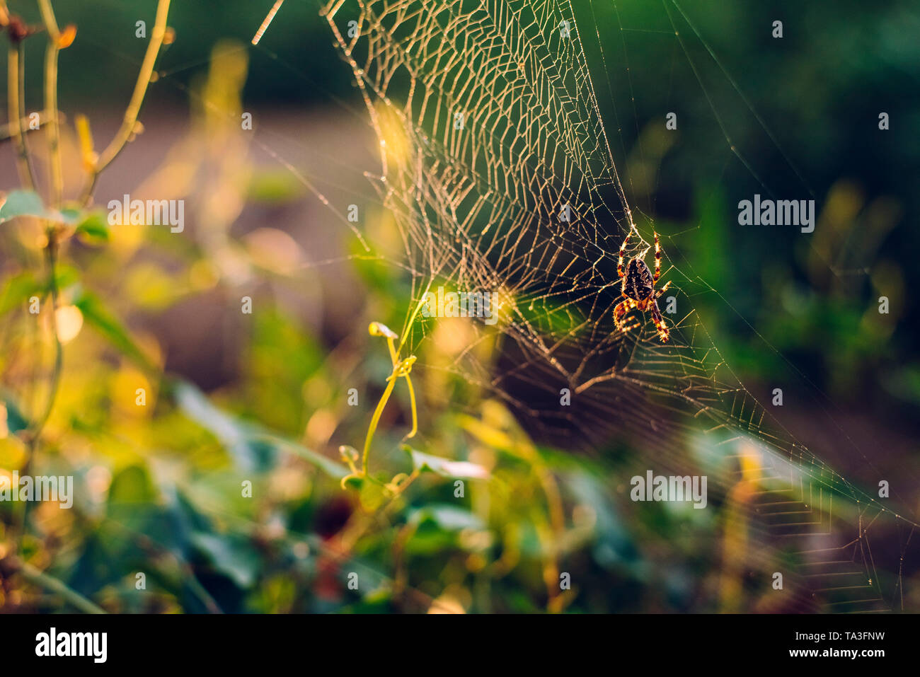 Spider weaving his spider web against a light in a forest Stock Photo ...