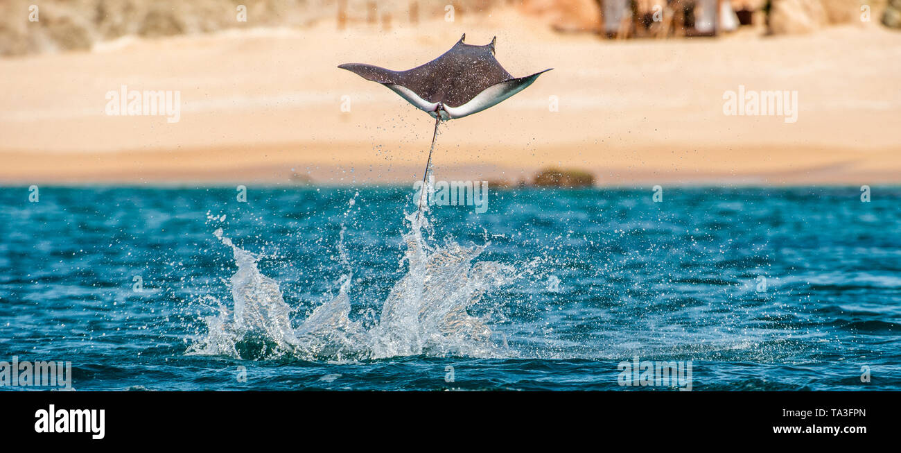 Devil ray jump hi-res stock photography and images - Alamy
