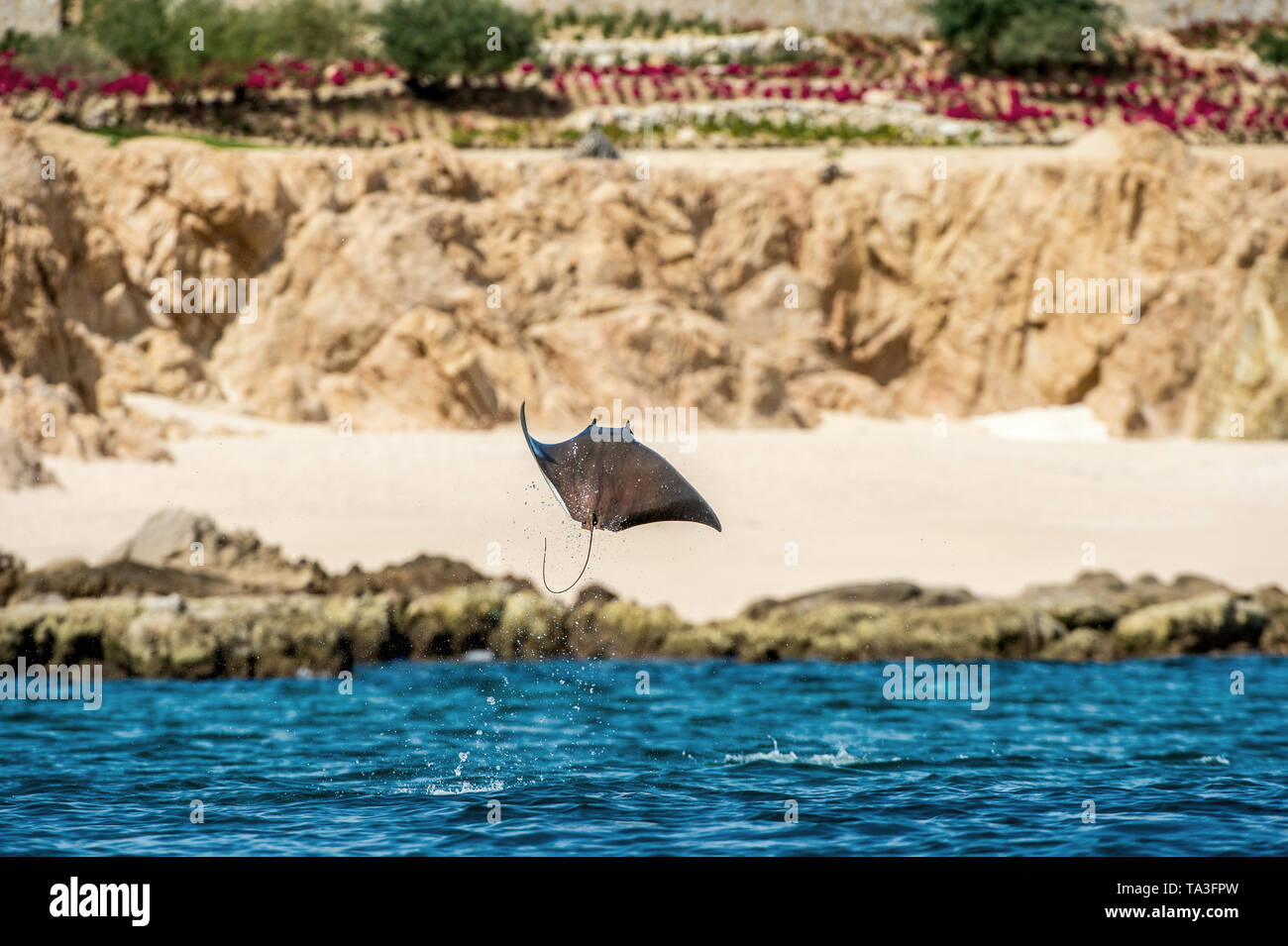 Mobula ray jumping out of the water. Mobula munkiana, known as the ...