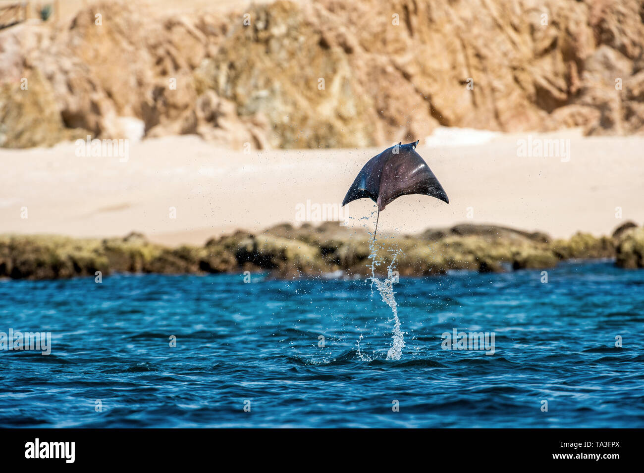 Mobula ray jumping out of the water. Mobula munkiana, known as the ...