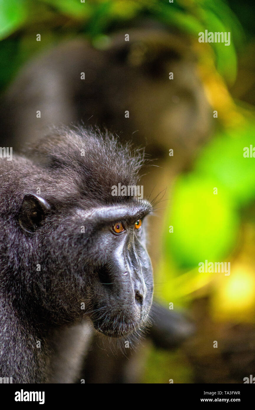 The Celebes crested macaque. Side view portrait. Crested black macaque ...