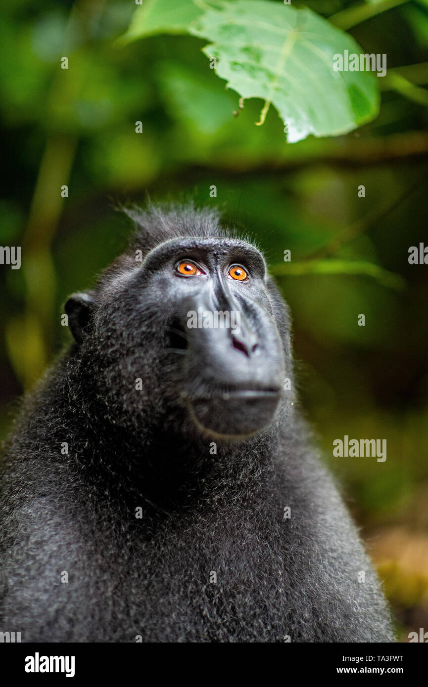 The Celebes crested macaque. Close up portrait. Crested black macaque ...
