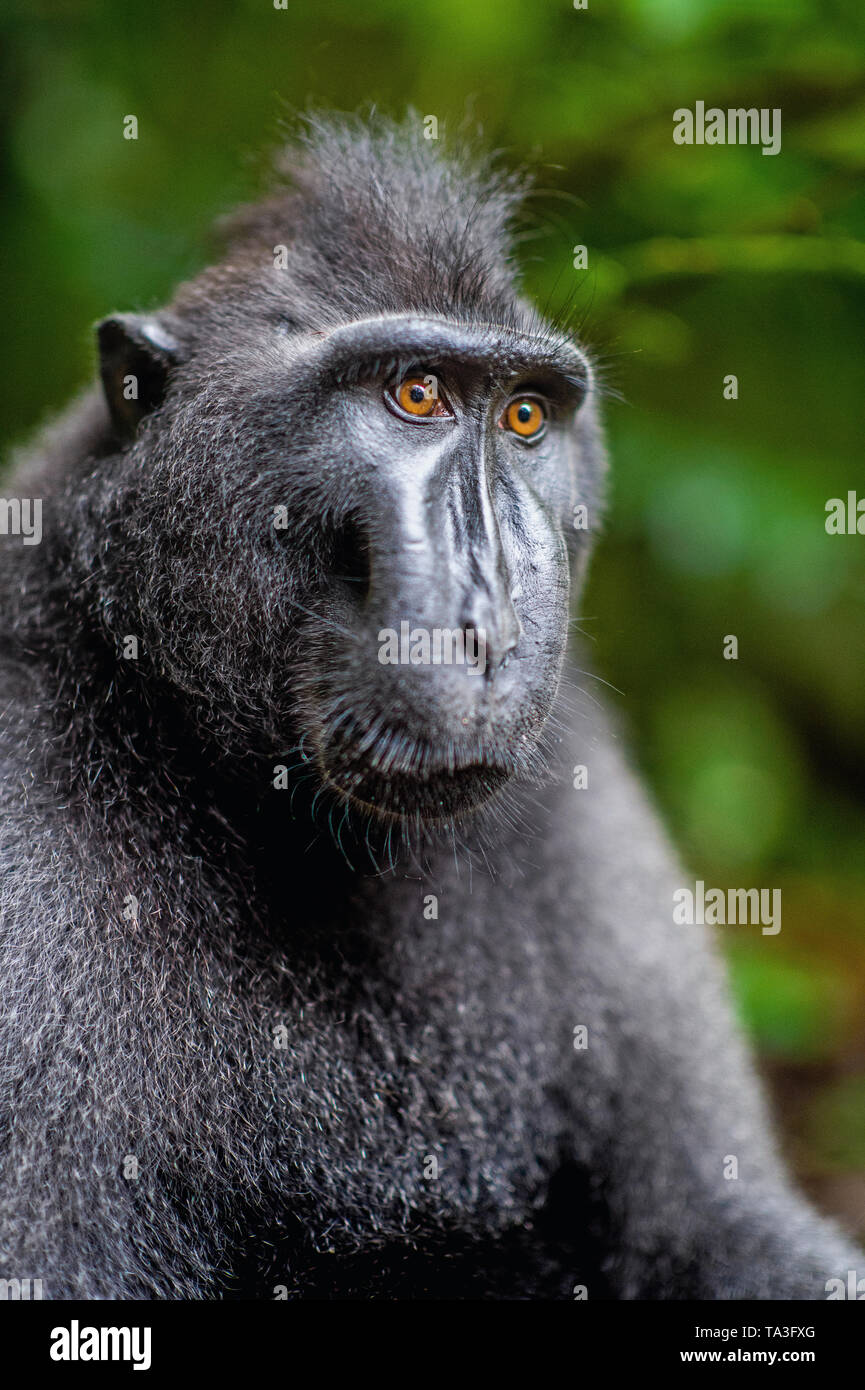 The Celebes crested macaque. Close up portrait. Crested black macaque ...