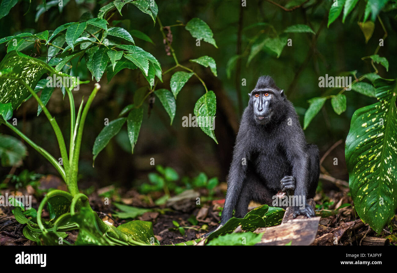 The Celebes crested macaque in the forest. Crested black macaque ...