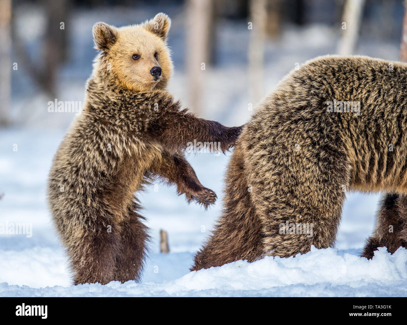 She-Bear and Cub on the snow. Bear cub standing on his hind legs. Brown ...