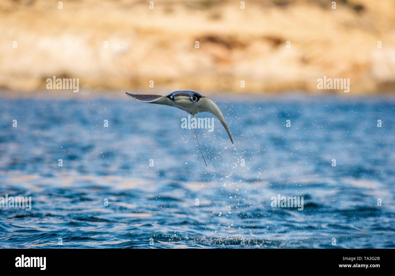 Mobula ray jumping out of the water. Front view. Mobula munkiana, known ...