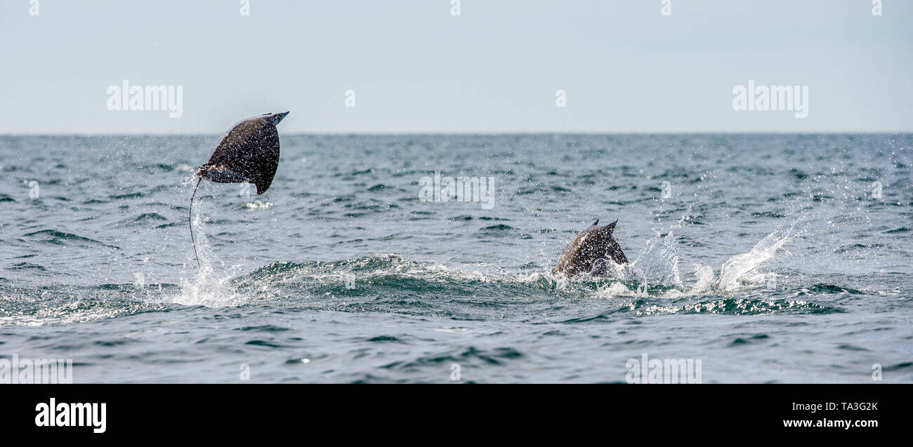 Mobula ray jumping out of the water. Mobula munkiana, known as the ...