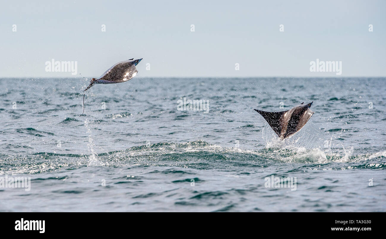 Mobula ray jumping out of the water. Mobula munkiana, known as the ...
